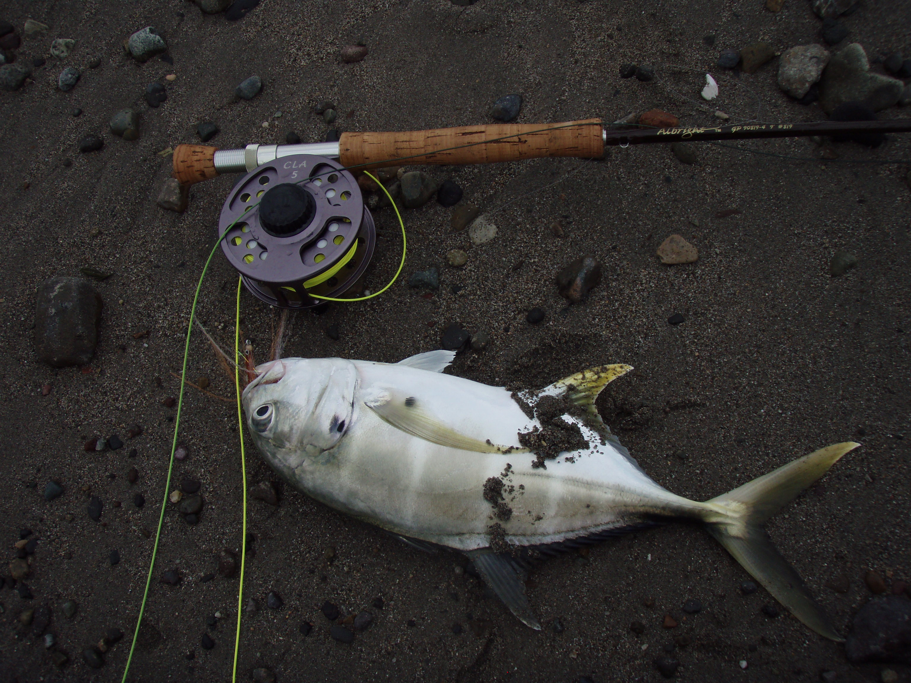 Albright Rods | Bonefish on the Brain