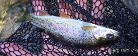 The King of Little Fish – Metolius Fish | Bonefish on the Brain