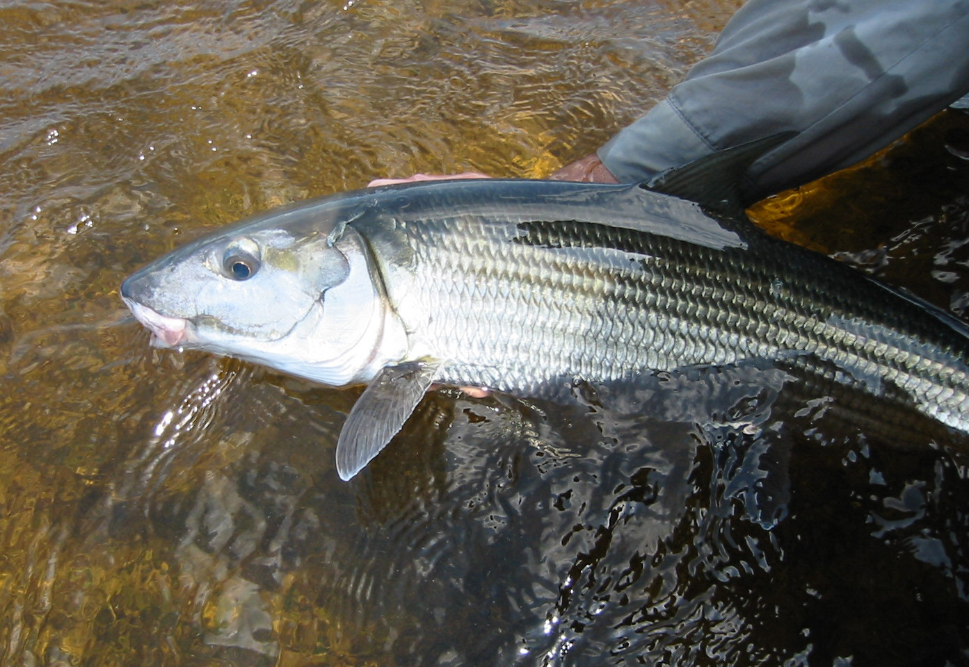 bonefish | Bonefish on the Brain