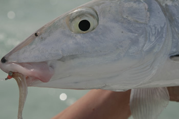 Interview with Stephen Vletas | Bonefish on the Brain