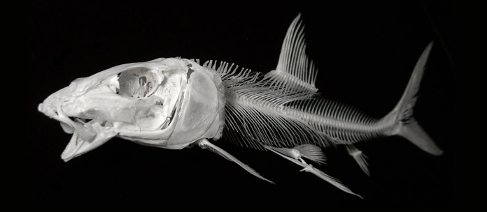 Art | Bonefish on the Brain