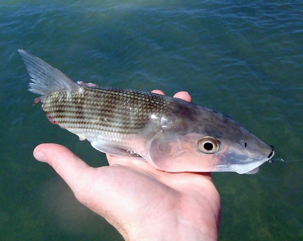 bonefish | Bonefish on the Brain