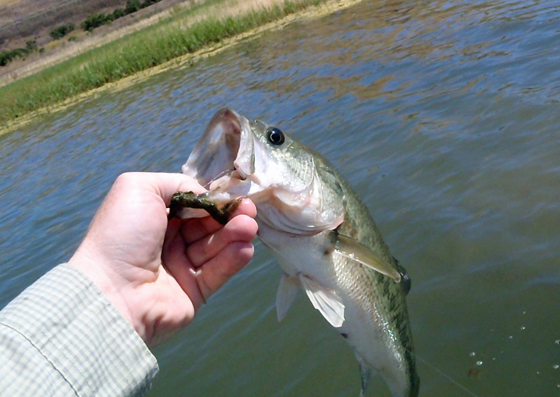 I caught you a delicious bass | Bonefish on the Brain